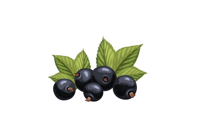 black currant fresh cartoon vector illustration