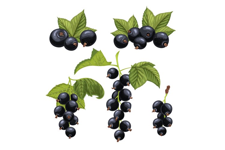 black currant berry set cartoon vector illustration