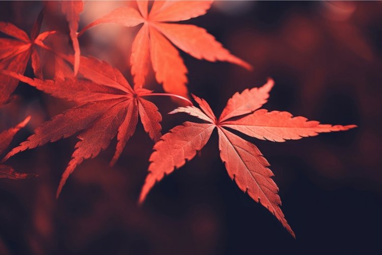 Red leaves night. Generate Ai (3637951)