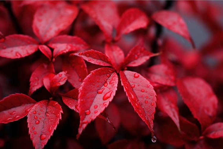 Luminescent Red leaves night. Generate Ai
