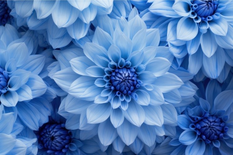 Captivating Blue dahlias. Generate Ai