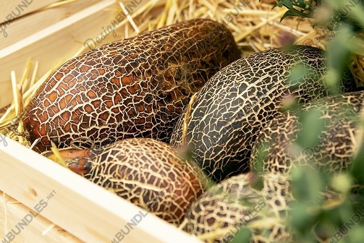harvest of melons in a wooden box in the garden (2240935)