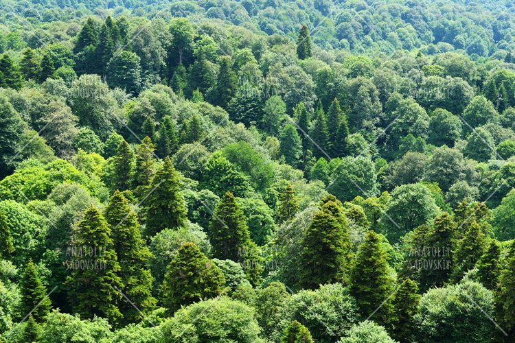 Green forest aerial view