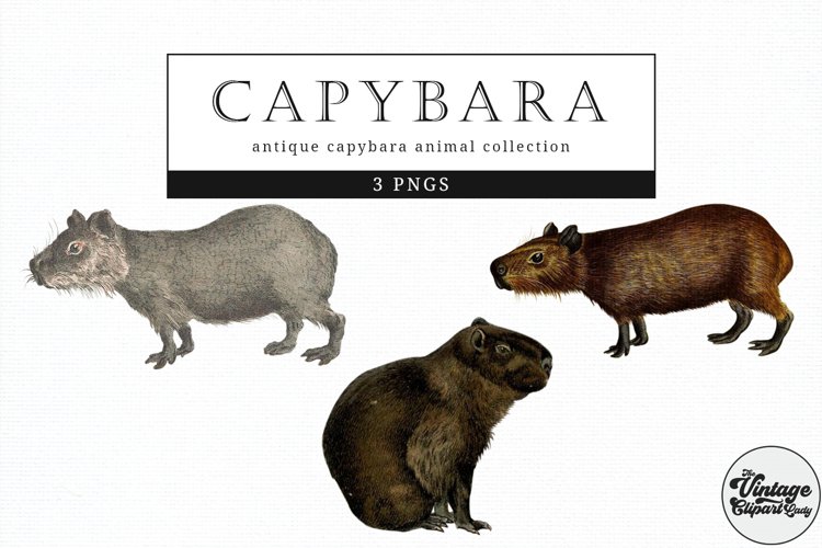 Capybara Vintage Animal illustration Clip Art, Clipart