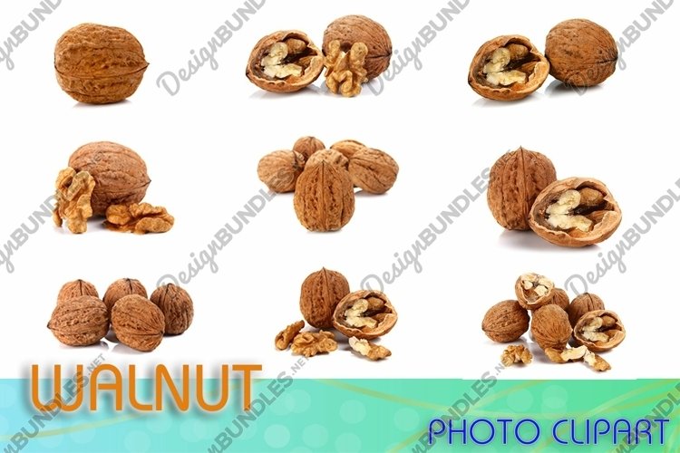 Walnut photo clipart