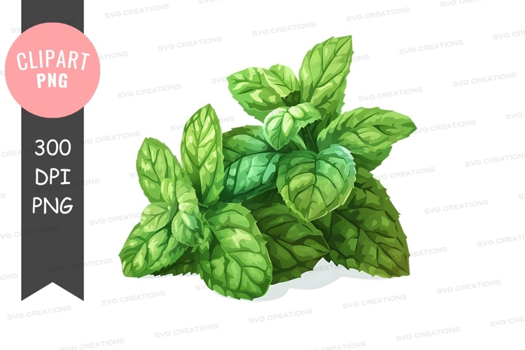 Fresh basil leaves clipart png (6474252)