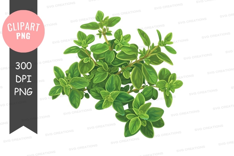 Fresh oregano leaves clipart png (6474260)