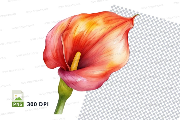 Vibrant orange and pink calla lily