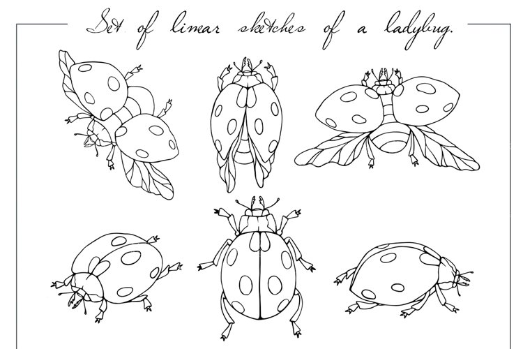 Set of linear sketches of a ladybug. (2170961) | Illustrations | Design ...