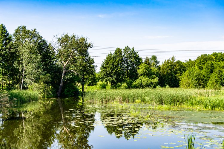 Grass swamp reed growing on shore reservoir in countryside