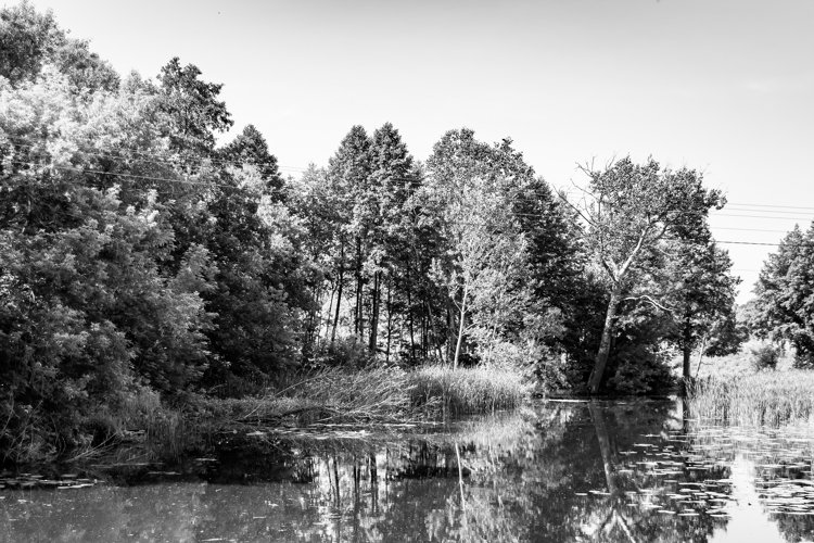Grass swamp reed growing on shore reservoir in countryside