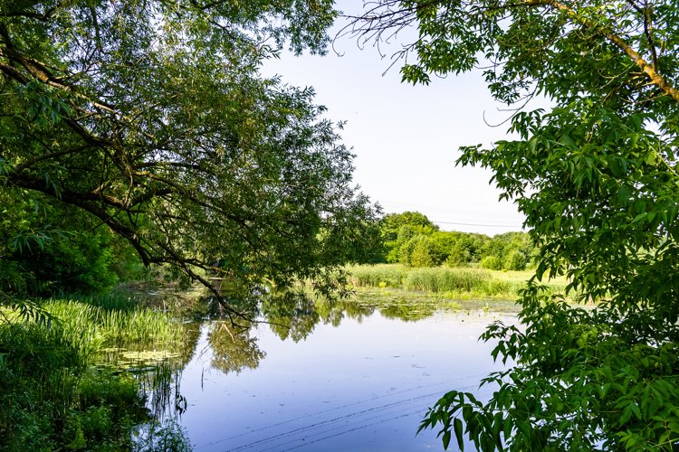 Grass swamp reed growing on shore reservoir in countryside