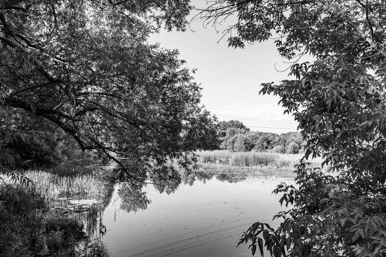 Grass swamp reed growing on shore reservoir in countryside
