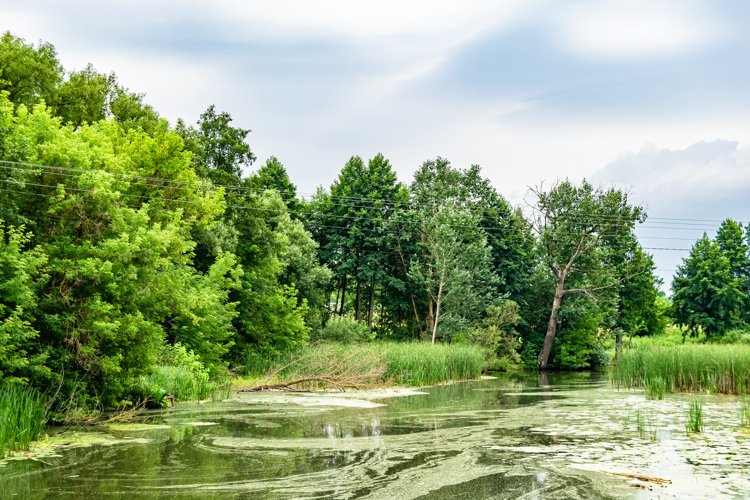 Grass swamp reed growing on shore reservoir in countryside