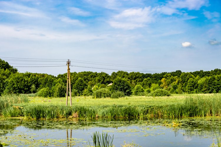 Grass swamp reed growing on shore reservoir in countryside