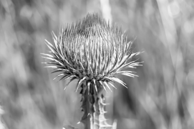 Fine wild growing flower on background meadow