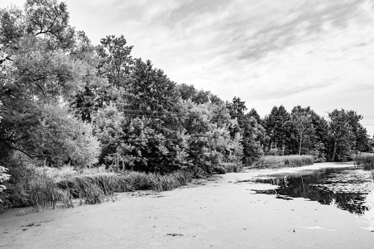 Grass swamp reed growing on shore reservoir in countryside