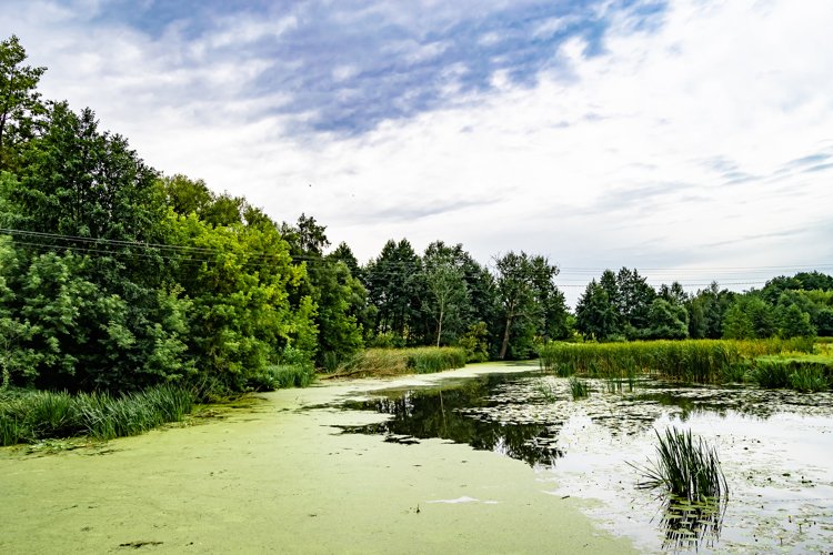 Grass swamp reed growing on shore reservoir in countryside