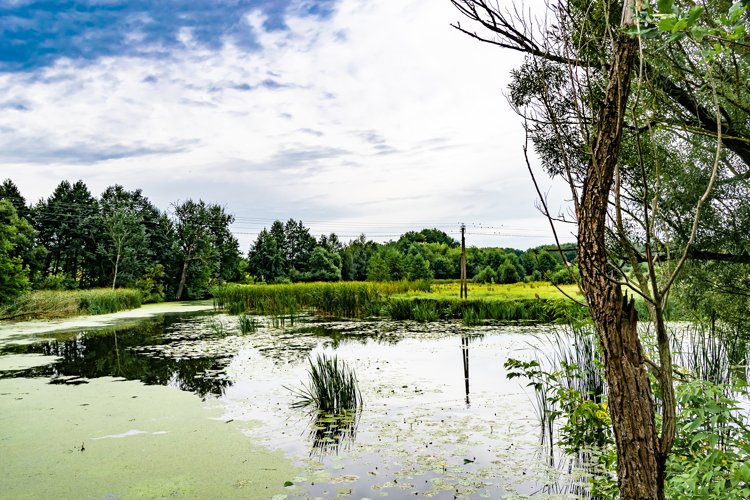 Grass swamp reed growing on shore reservoir in countryside