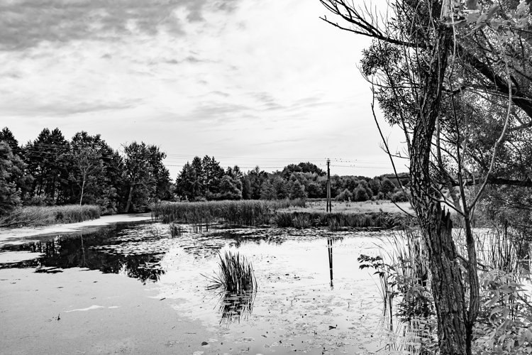 Grass swamp reed growing on shore reservoir in countryside