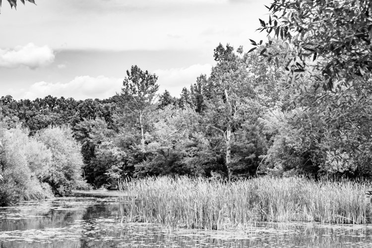 Grass swamp reed growing on shore reservoir in countryside