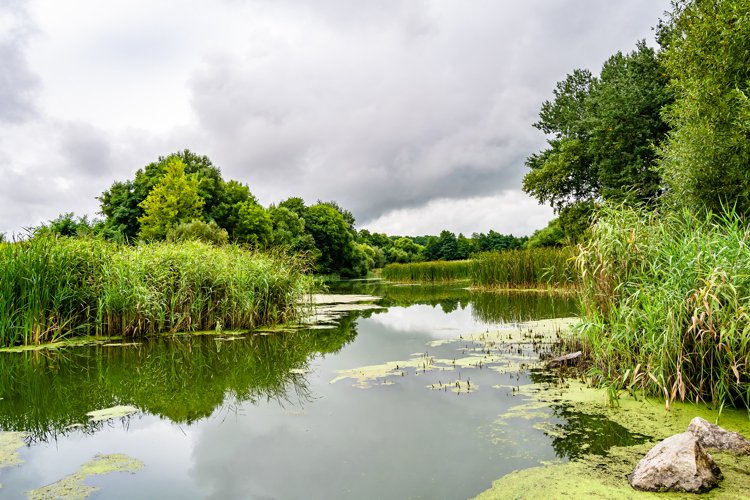 Grass swamp reed growing on shore reservoir in countryside
