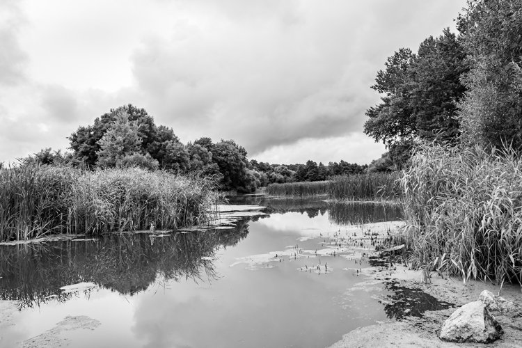 Grass swamp reed growing on shore reservoir in countryside