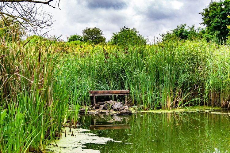 Grass swamp reed growing on shore reservoir in countryside