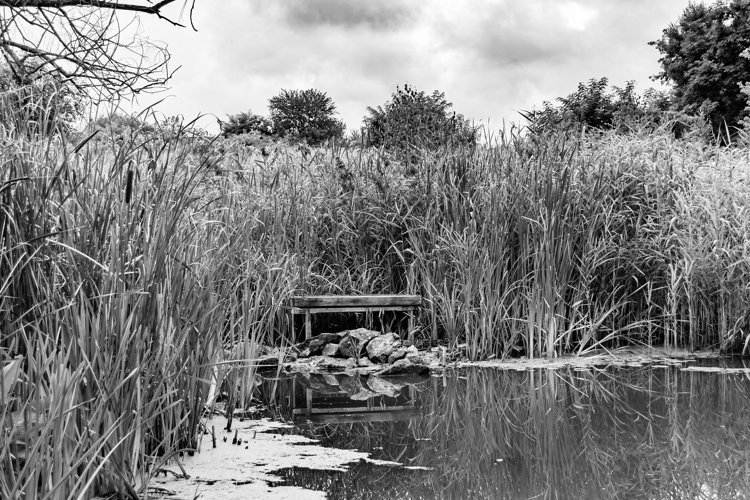 Grass swamp reed growing on shore reservoir in countryside