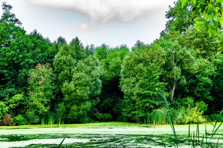 Grass swamp reed growing on shore reservoir in countryside
