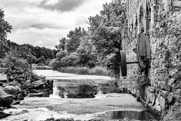 Grass swamp reed growing on shore reservoir in countryside
