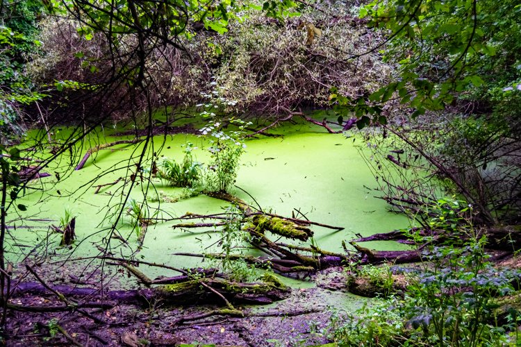 Grass swamp reed growing on shore reservoir in countryside