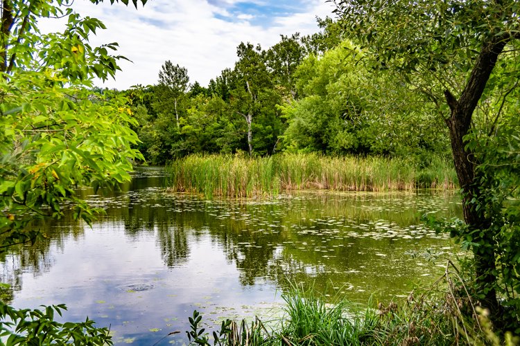 Grass swamp reed growing on shore reservoir in countryside