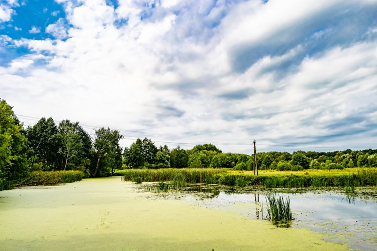 Grass swamp reed growing on shore reservoir in countryside