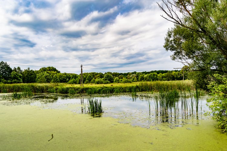 Grass swamp reed growing on shore reservoir in countryside