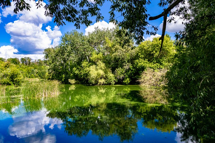 Grass swamp reed growing on shore reservoir in countryside