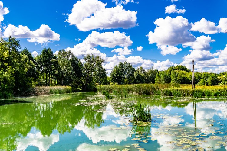 Grass swamp reed growing on shore reservoir in countryside