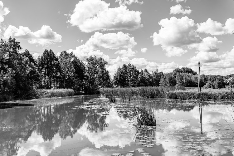 Grass swamp reed growing on shore reservoir in countryside