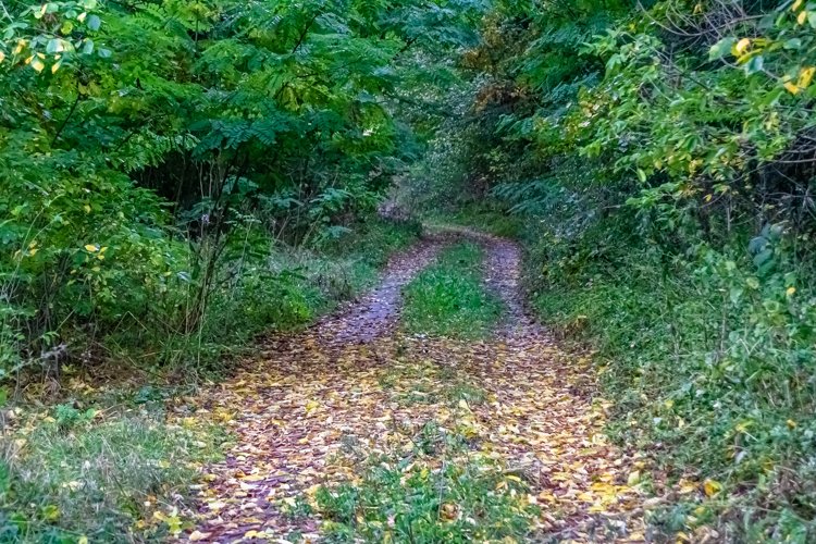 Photography on theme beautiful footpath in foliage woodland
