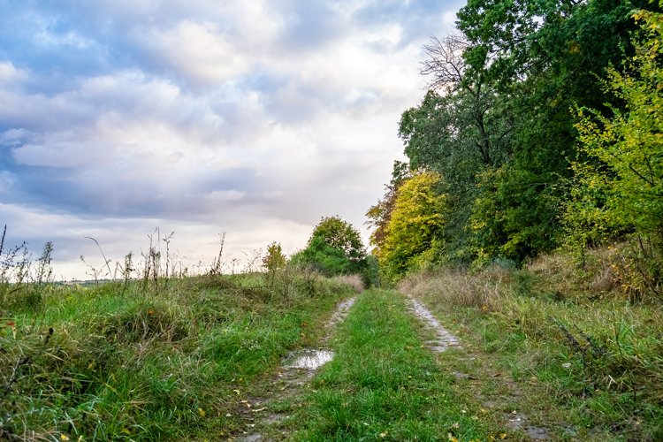 Photography on theme beautiful footpath in foliage woodland