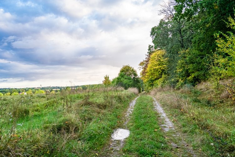 Photography on theme beautiful footpath in foliage woodland