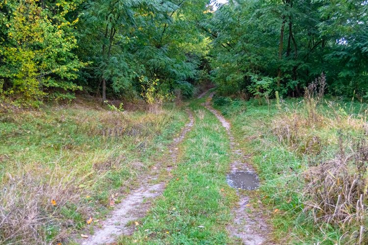 Photography on theme beautiful footpath in foliage woodland