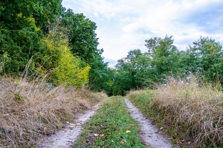 Photography on theme beautiful footpath in foliage woodland