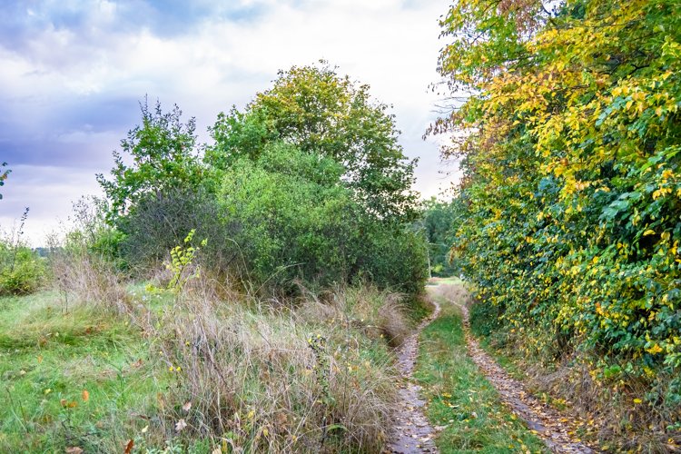 Photography on theme beautiful footpath in foliage woodland