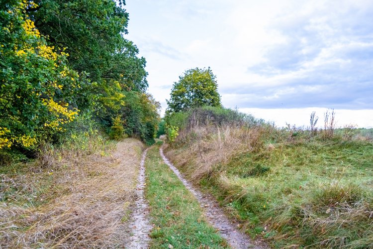 Photography on theme beautiful footpath in foliage woodland