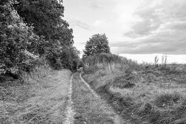 Photography on theme beautiful footpath in foliage woodland