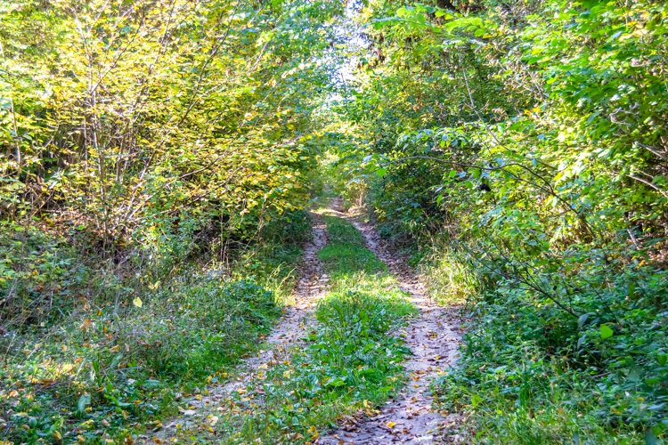 Photography on theme beautiful footpath in foliage woodland