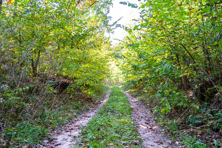 Photography on theme beautiful footpath in foliage woodland