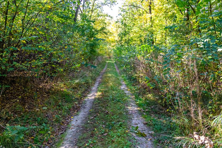 Photography on theme beautiful footpath in foliage woodland