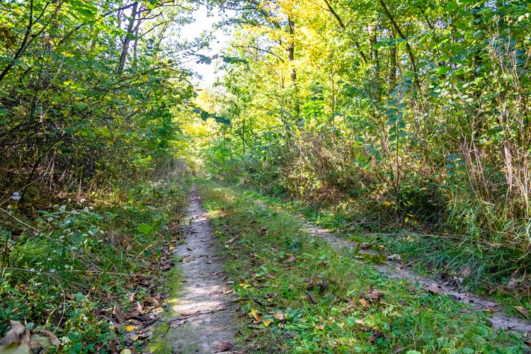 Photography on theme beautiful footpath in foliage woodland